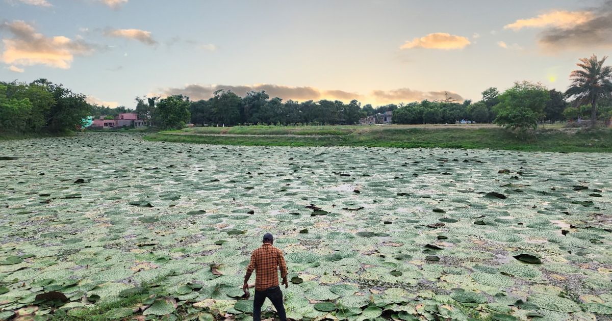 A Deep Dive into Cultivation, Harvesting, and Processing of the superf ...